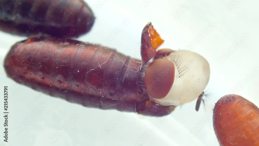Very sharp and detailed footage of a fly emerging from its pupa Stock ...