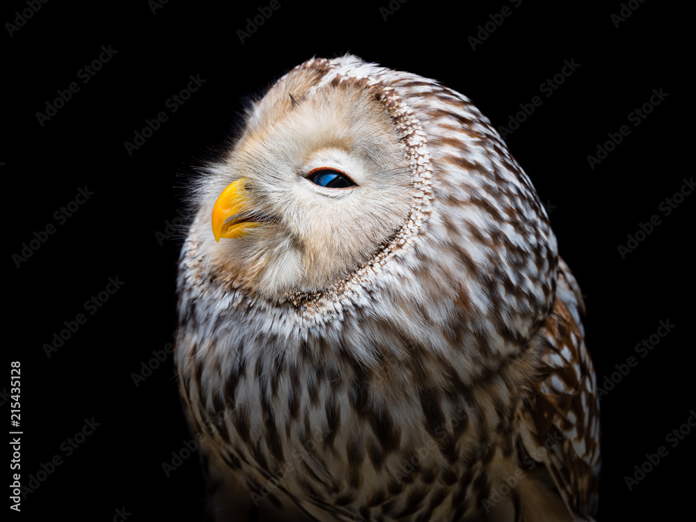 Ural owl Stock Photo | Adobe Stock