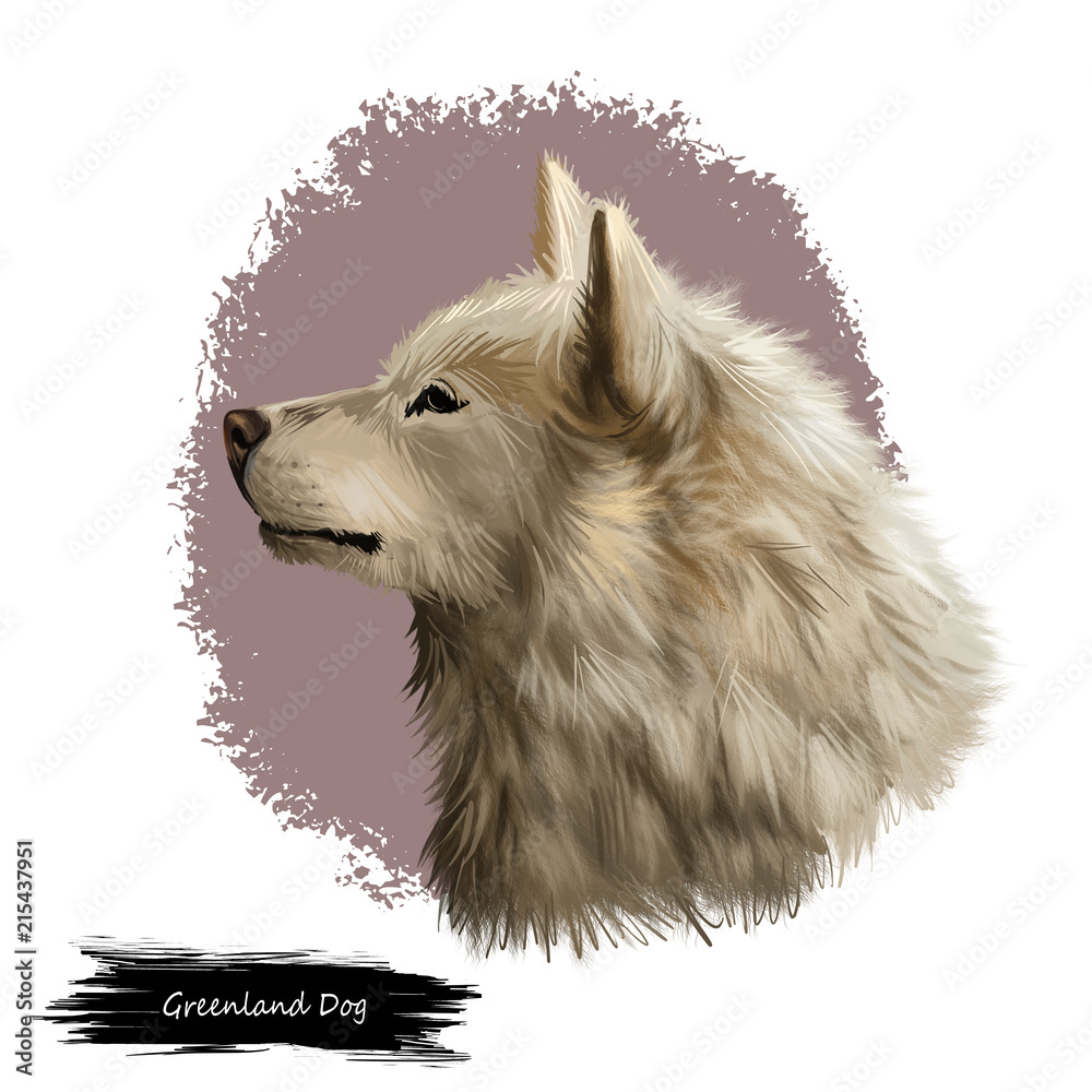 Greenland Dog, Esquimaux dog digital art illustration isolated on white ...