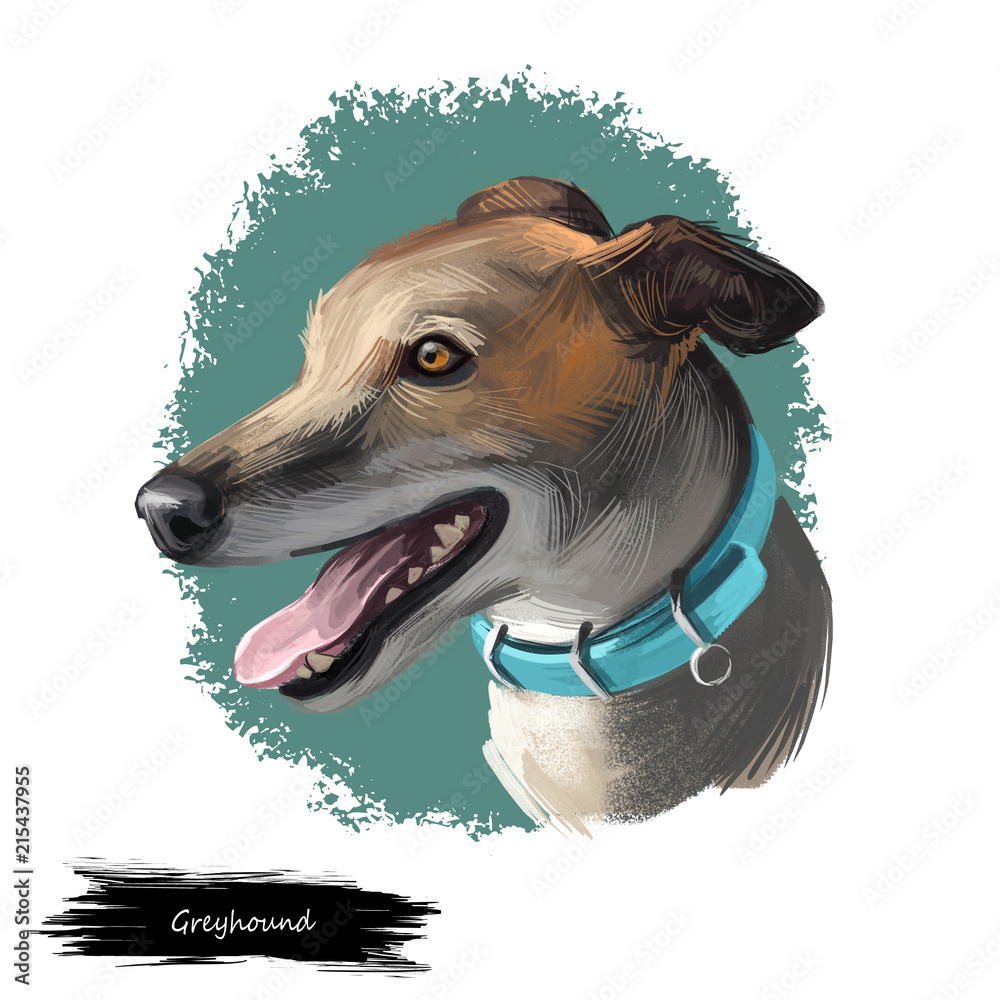 Greyhound, English Greyhound dog digital art illustration isolated on ...