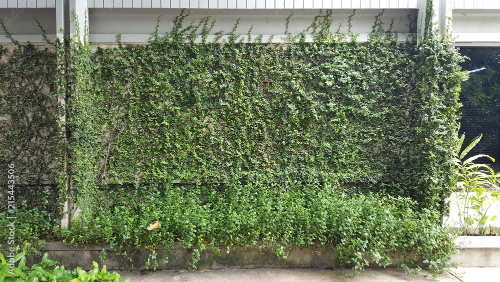 Coatbuttons, Mexican daisy. tree small leaf planted on the wall as an ...