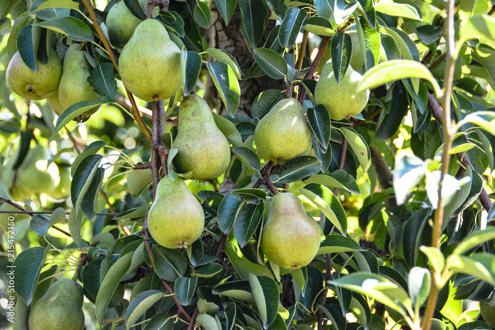 Birnen am Baum im Sommer Stock Photo | Adobe Stock