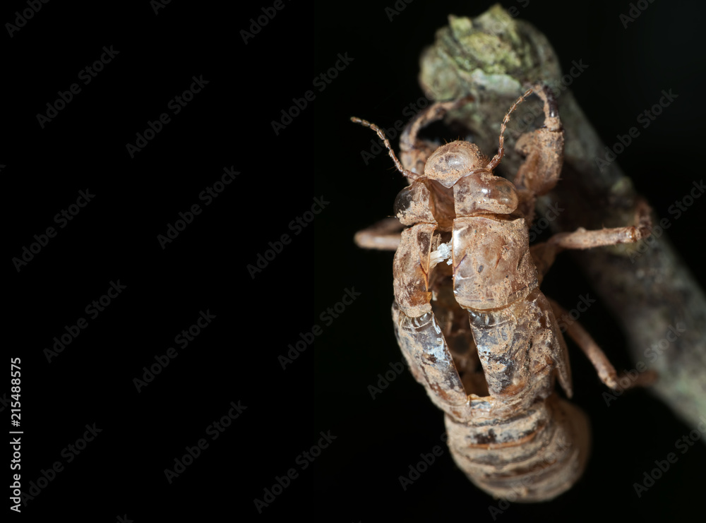 Macro Photo of Cicada Shell on The Branch Isolated on Black Background ...