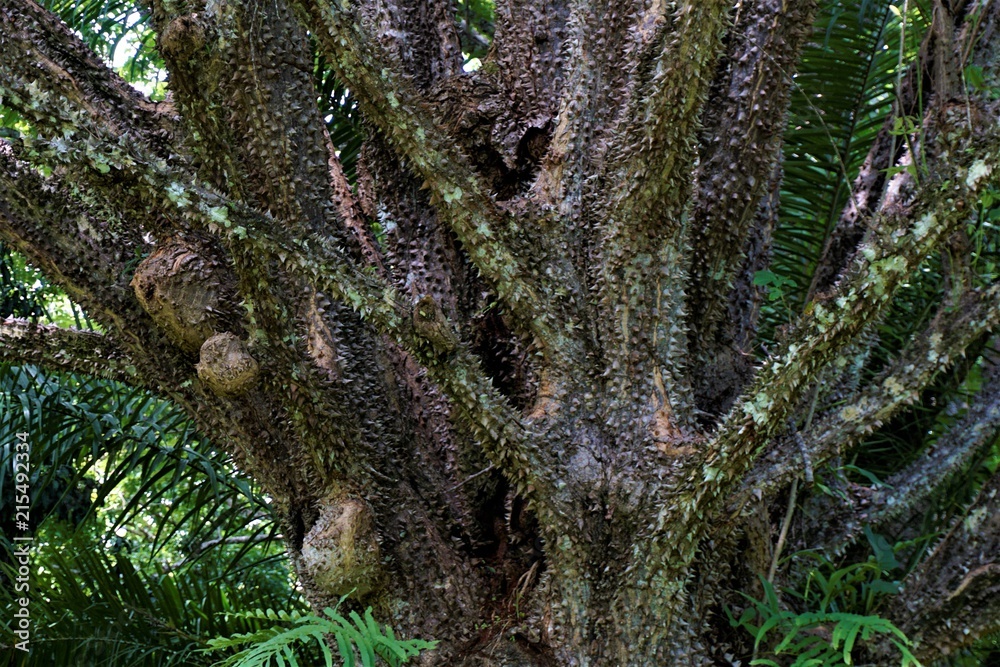 Pachira quinata a spiny cedar pochote tree Stock Photo | Adobe Stock