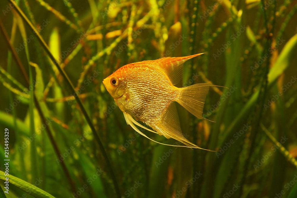 Aquarium fish Scalia (lat. Pterophyllum) on a background of algae Stock ...