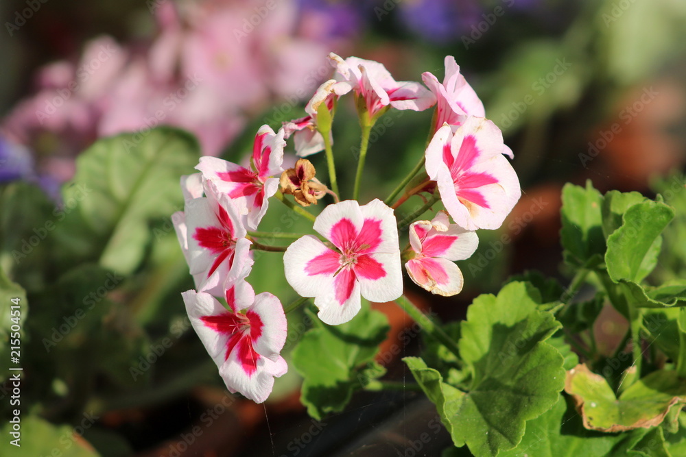 Americana White Splash Pelargonium Geranium rosy-pink and white bi ...