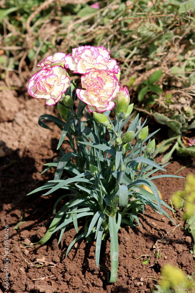 Dianthus Caryophyllus Leaves