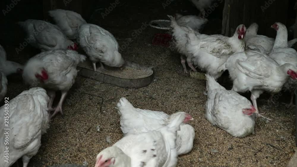 inside rustic chicken farm with healthy environment, chicken feed by ...