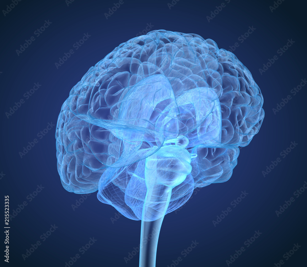Human brain X-ray scan , Medically accurate 3D illustration Stock Photo ...