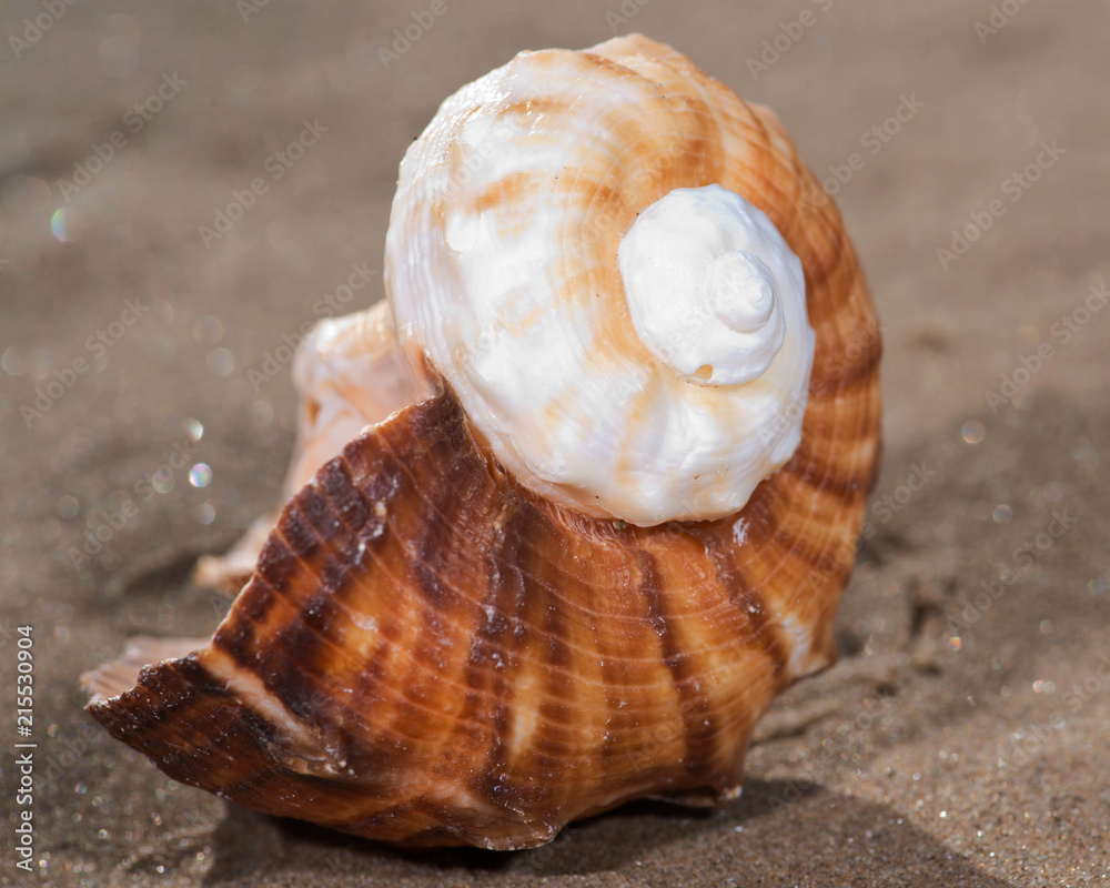 The mollusc (or mollusk) shell is typically a calcareous exoskeleton ...