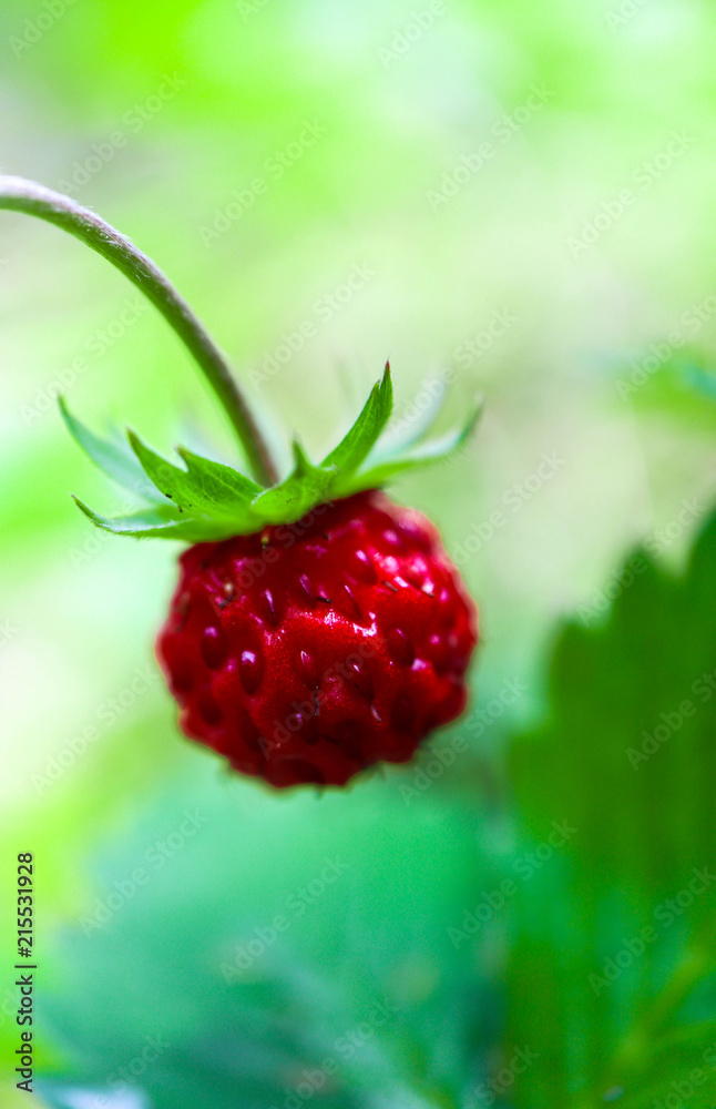 Wild red ripe strawberry on a steam in a green forest, macro view. One ...