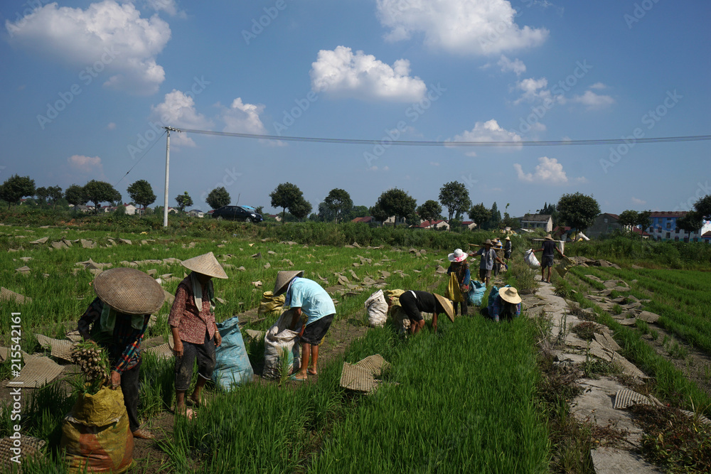 Chinese farmers plant rice by pulling rice Stock Photo | Adobe Stock