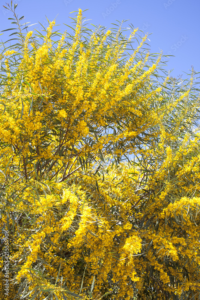 árbol de mimosas lleno de flores amarillas bajo un cielo azul Stock ...