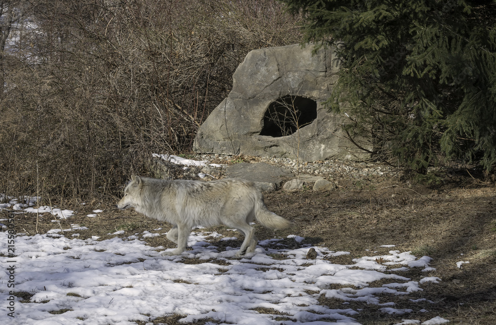 Gray Wolves Den