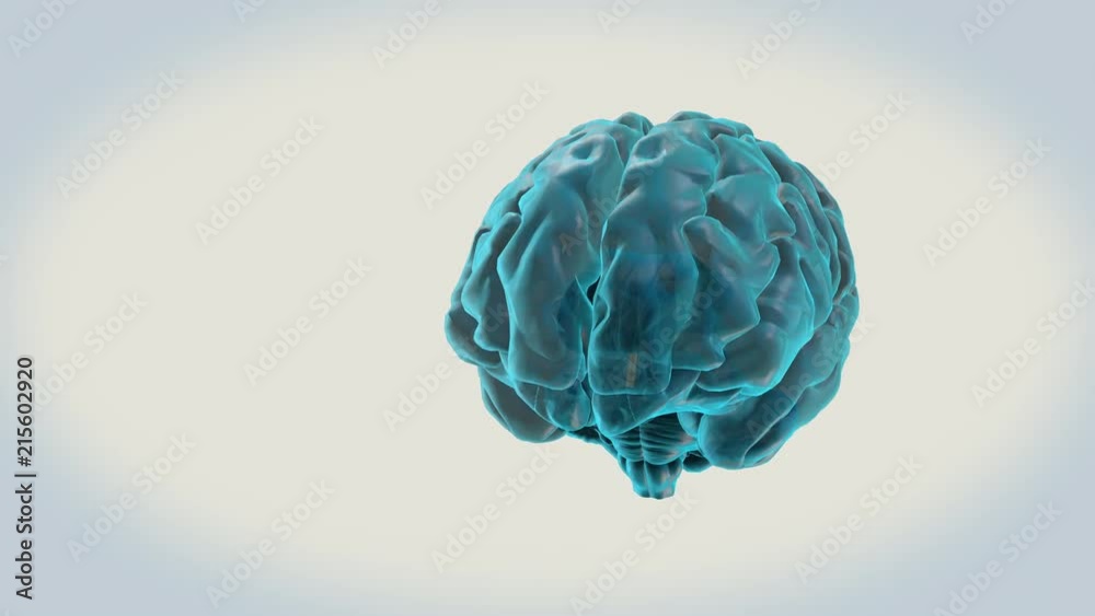 BRAIN-Lamina terminalis on a white background Human Brain Atlas Stock ...