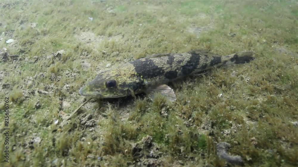 Freshwater fish Zingel (Zingel zingel) in the beautiful clean river ...
