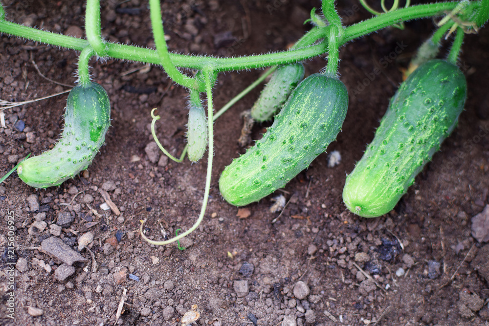 Young fresh green cucumbers grow in garden in open ground on brown soil ...