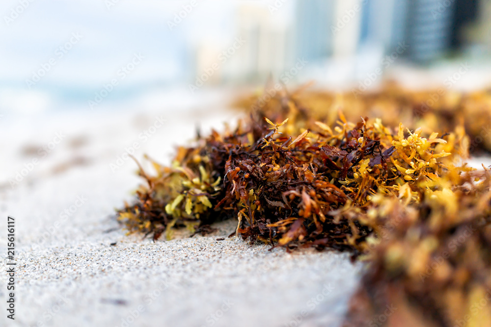 Macro closeup of dark red seaweed on beach sand showing detail, texture ...