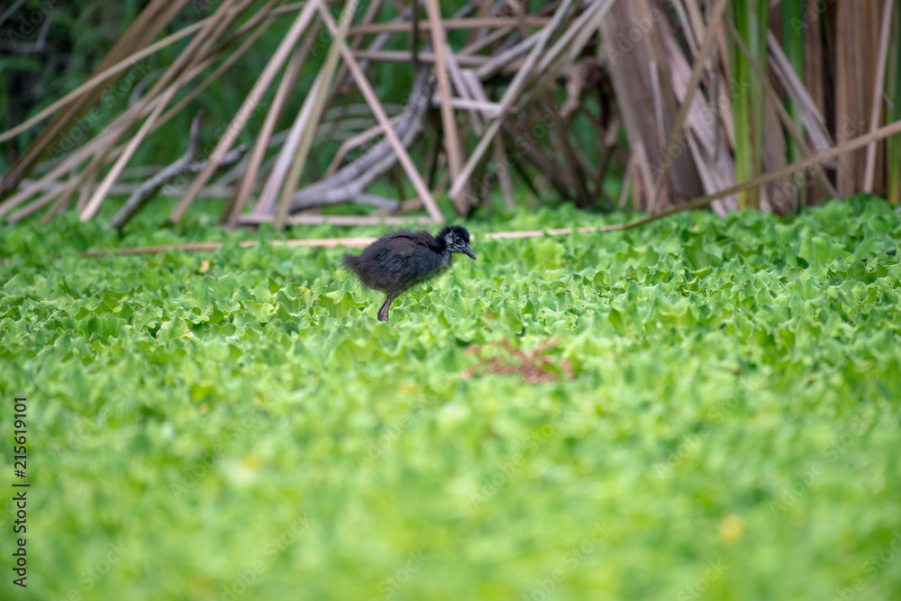 Juvenile white-breasted waterhen is a waterbird of the rail and crake ...