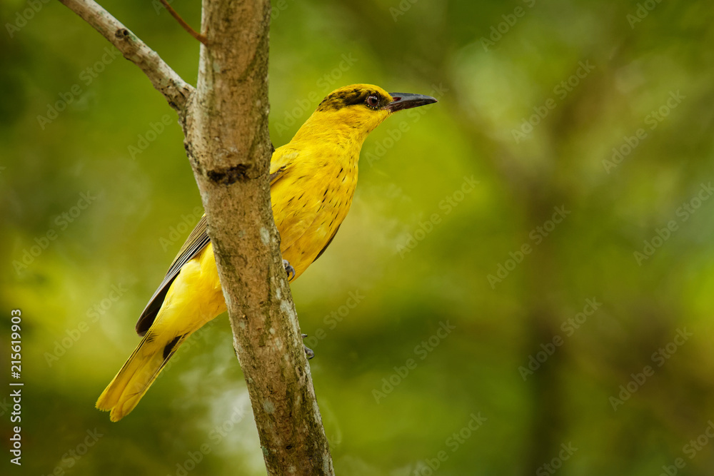 Black-naped oriole - Oriolus chinensis female - passerine bird in the ...