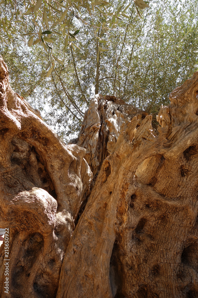 alter Olivenbaum in Italien Stock Photo | Adobe Stock
