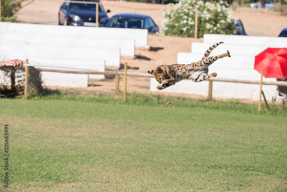 Serval, feline animal jumping high in a grass area hunting its prey ...