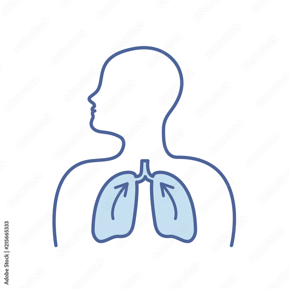 Human Respiratory System Lungs Anatomy. Lungs vector icon. Stock Vector ...
