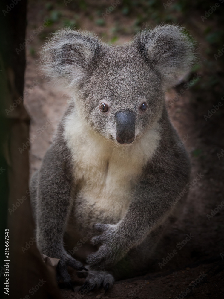 animal,arboreal,aussie,australia,australian,baby,background,bear,branch ...