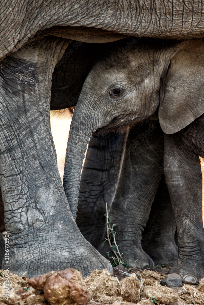 Elephant baby under the belly of his mother in Kruger National Park in ...