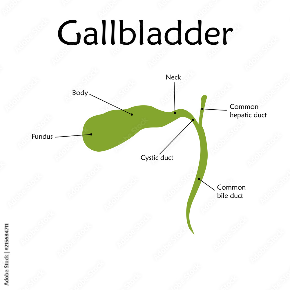 Human gallbladder with a description. Anatomy vector flat illustration ...