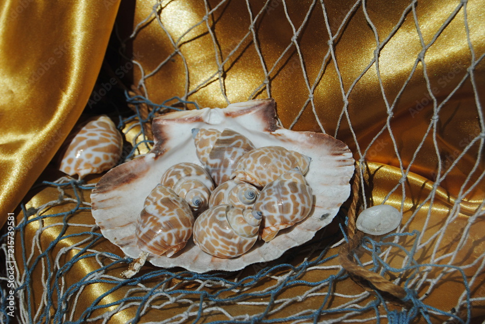 Concha do mar com caracóis do mar dentro e uma rede a simbolizar a ...