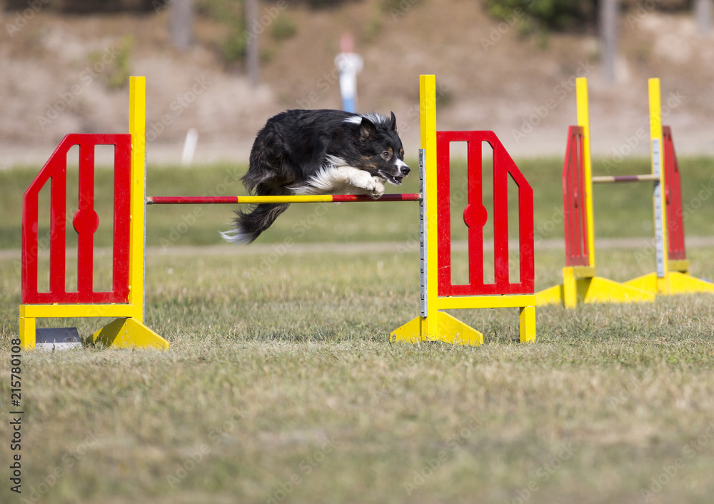 Dog agility in action on an outdoor track. Sunny summer day, green ...
