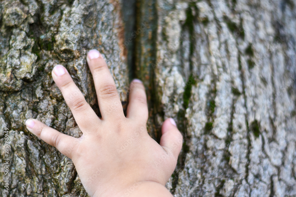 Child hand is held by the palm of the hand over the trunk of the old ...