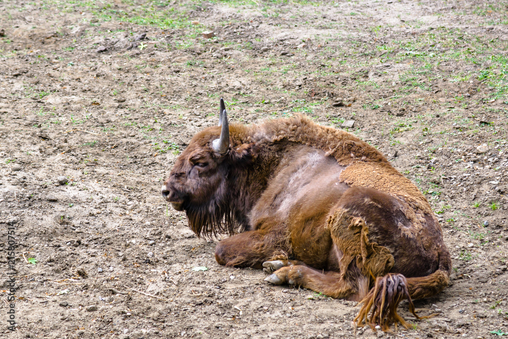 Auroch, animal in zoo. Aurochs lives in european nature reserves. Those ...