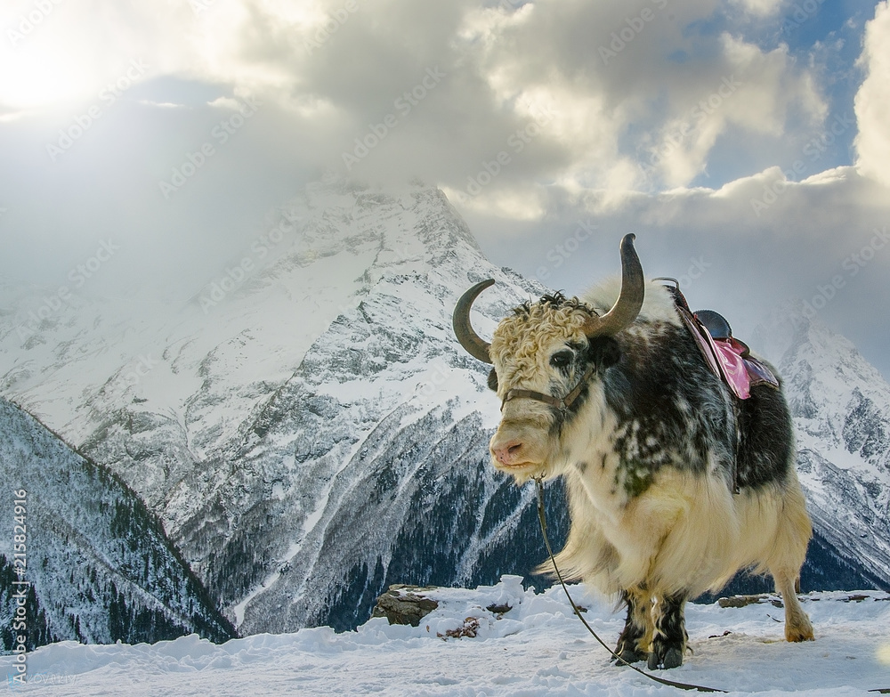 Foto de Yak on the top of Caucasus mountains . 3200 meters under sea ...