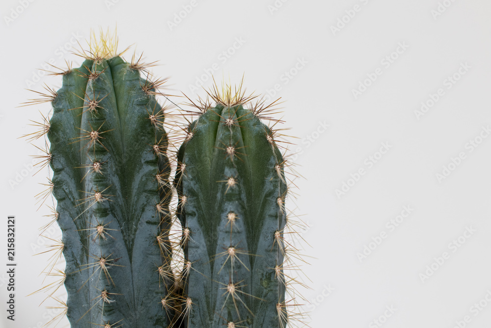 Cactus type san pedro with two heads with thorns and green trunk. Two ...