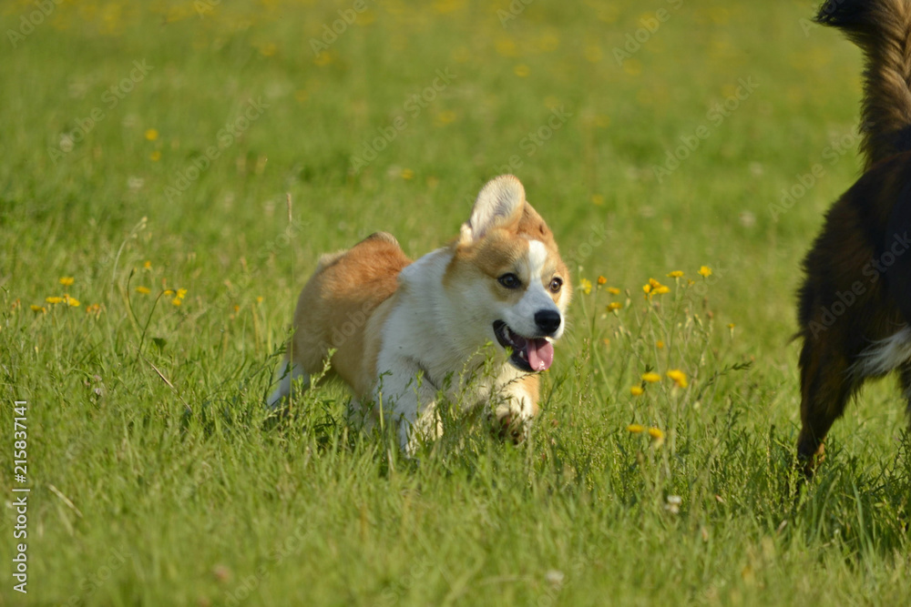 Aggressive Corgi