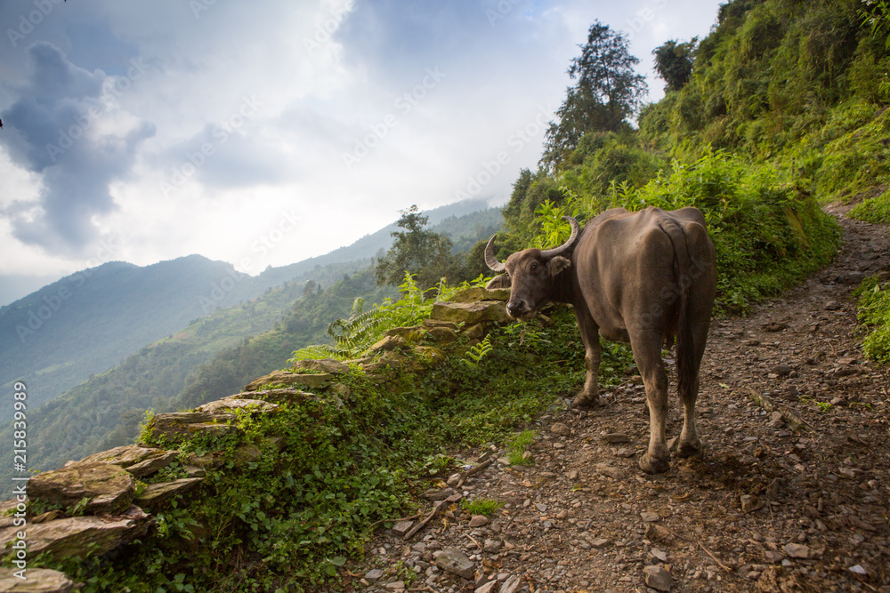 Water buffalo grazing along the trail in the Annapurna Himalaya. Stock ...