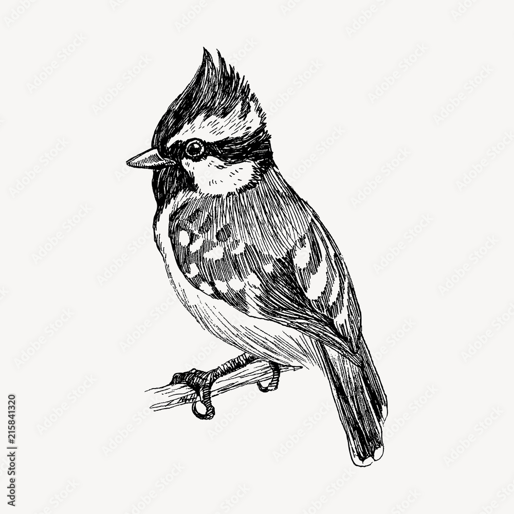 Vector graphic hand drawn bird on retro graphic style. Ink drawing ...