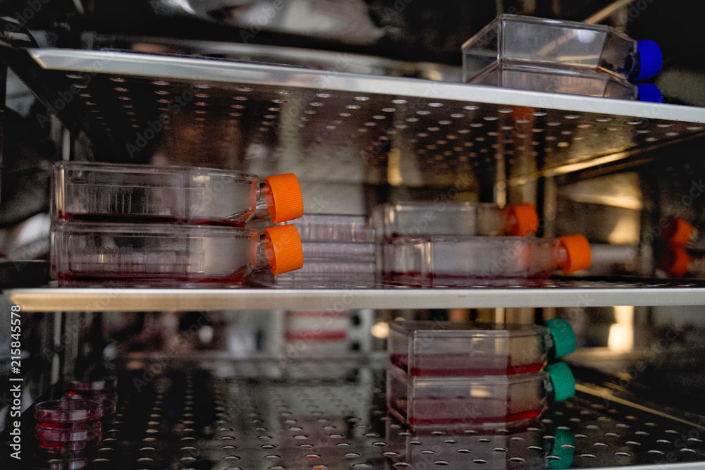 Cell culture flask in the incubator cabinet. Cell culture refers to the ...