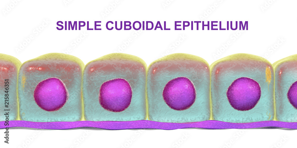 Simple cuboidal epithelium, 3D illustration. Histology background ...