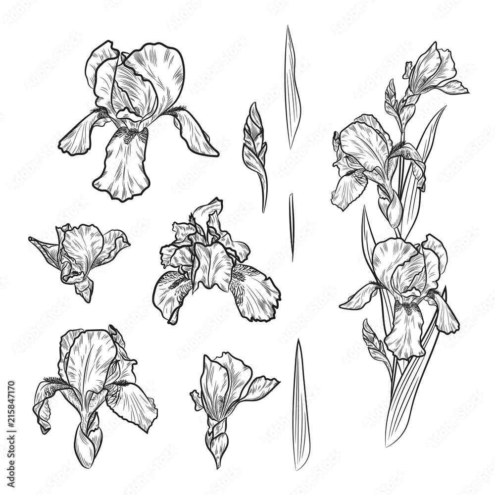 Vector set of outline iris flowers for floral design. Stock Vector ...
