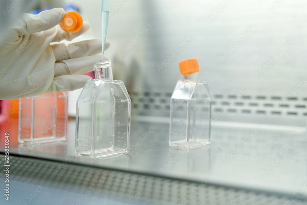 The women researcher using pipette and cell culture flask do the ...
