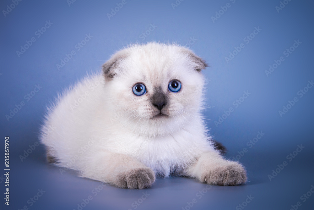 Blue Scottish Fold