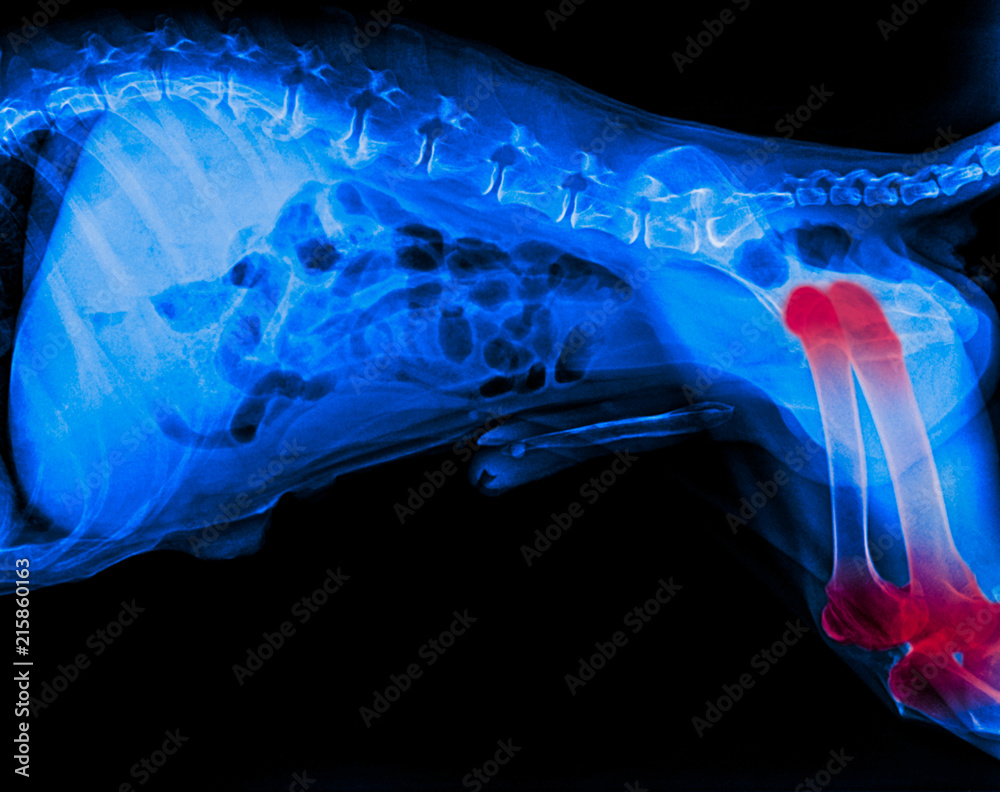 X-ray film of dog lateral view with red highlight in hind leg- hip and ...