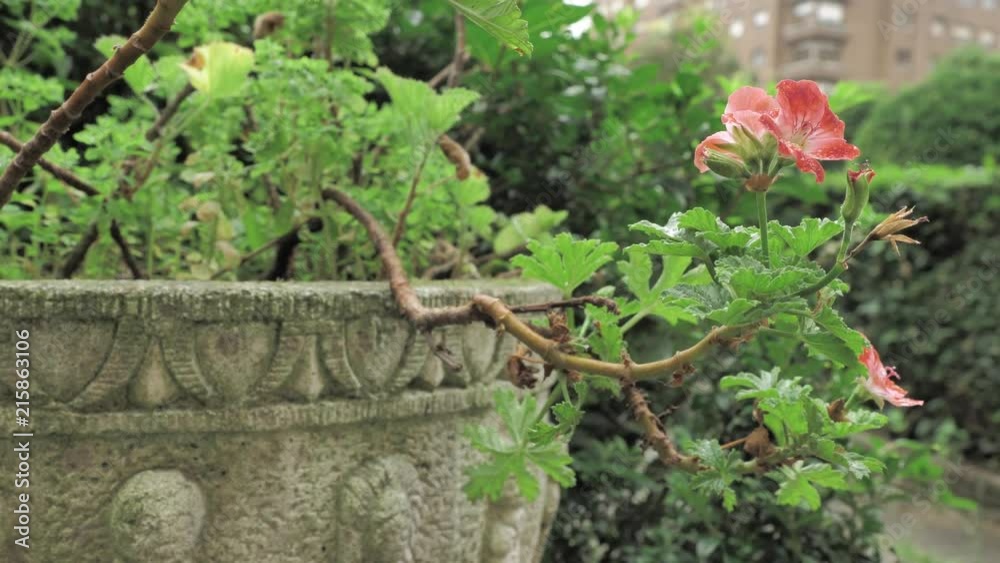 4 k beautiful red flowers in a celtic style rock pot at green plants ...