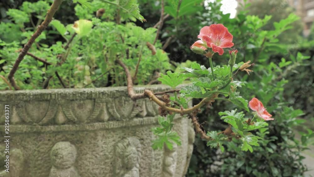 4 k beautiful red flowers in a celtic style rock pot at green plants ...