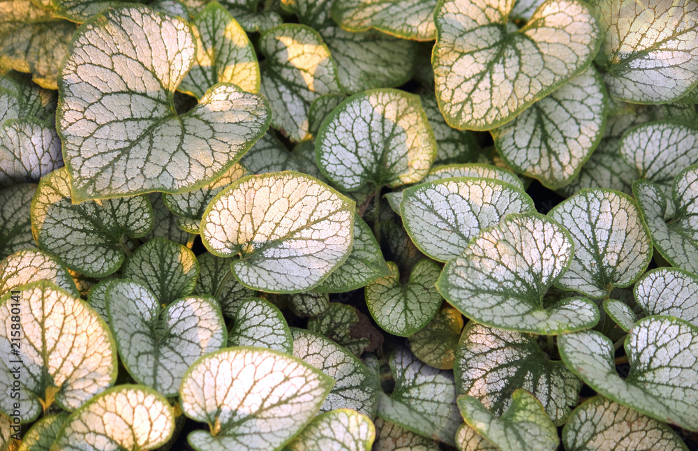 Brunnera large leaf (Lat.Brunnera macrophylla) at sunset of the day ...