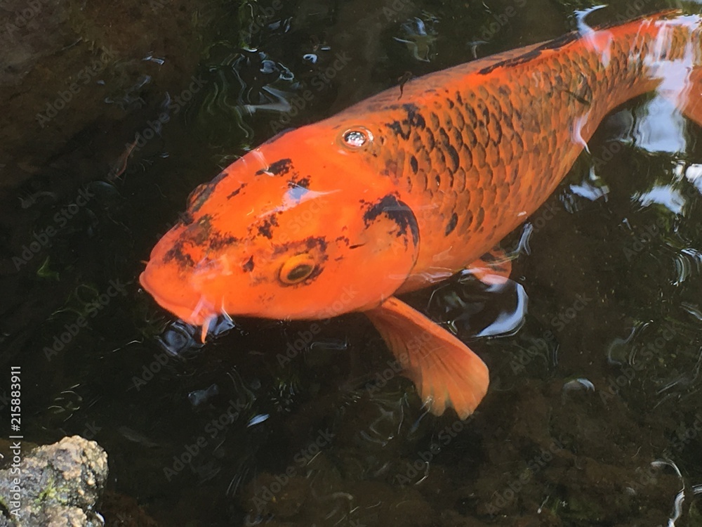 Black And Orange Koi