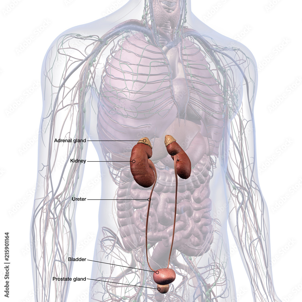 Kidneys Labeled in Male Internal Anatomy on White Background Stock ...